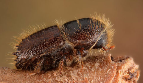 Ips Beetles Now Active | Ross Tree | Denver Colorado