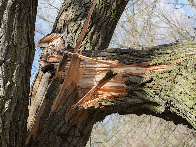 Tree Risk Assessment | Ross Tree Company | Denver